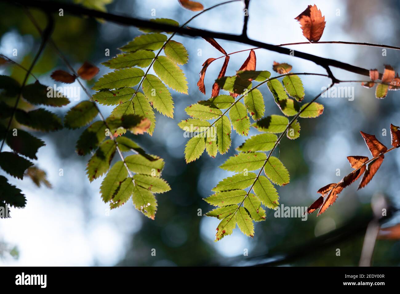 Leaves grown on tree twigs background Stock Photo - Alamy
