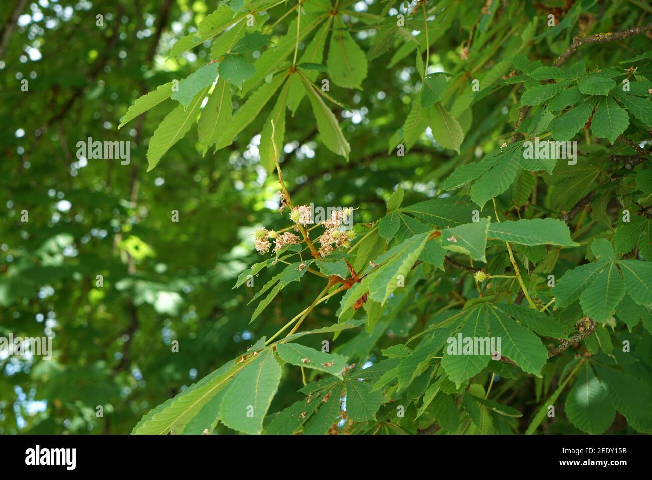 California buckeye tree hi-res stock photography and images - Alamy
