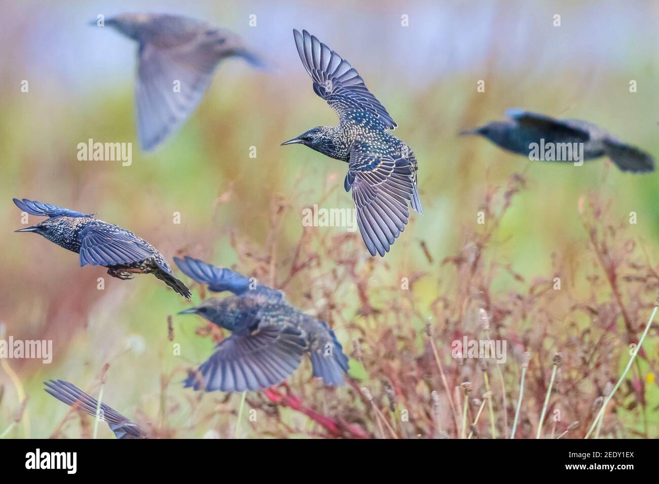 A flock of common starling birds Sturnus vulgaris migration in flight ...