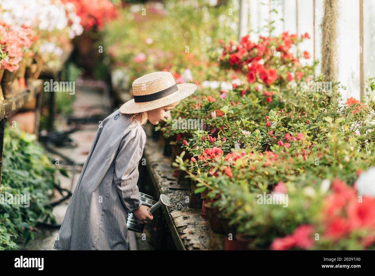 Child planting spring flowers. Little girl gardener plants azalea. Girl ...