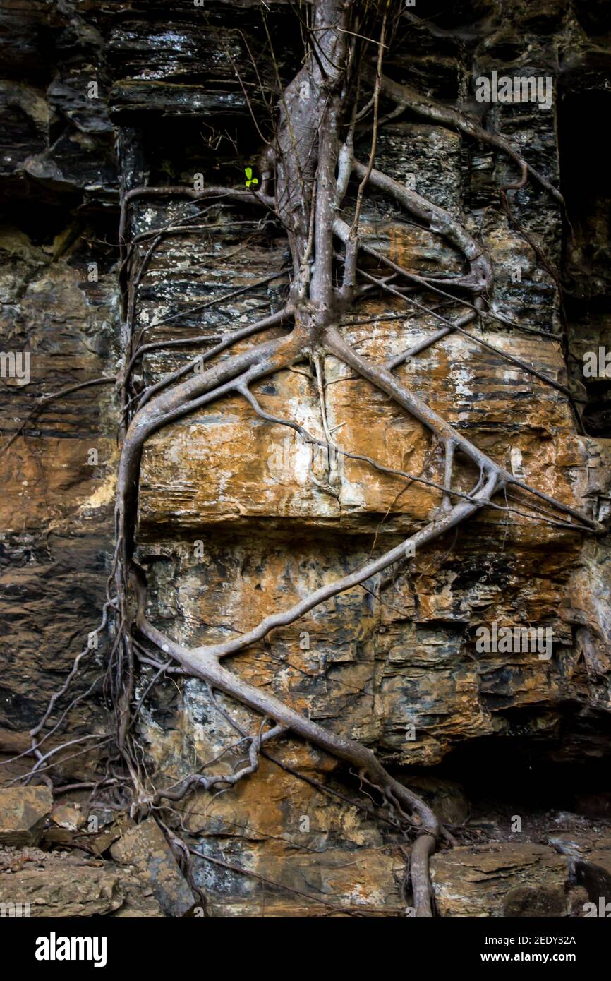 The roots system of a Forest Strangler-fig, Ficus craterostoma, in ...