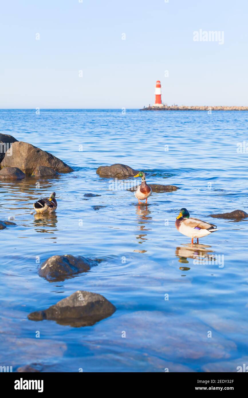 Ducks shallow water riverside hi-res stock photography and images - Alamy