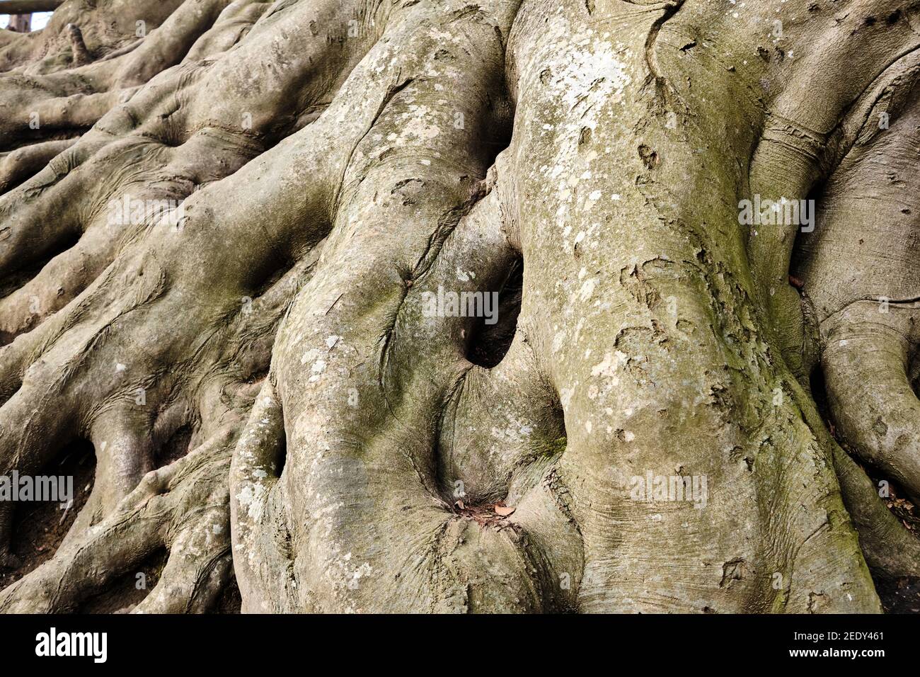 Closeup shot of an old tree with many roots Stock Photo - Alamy
