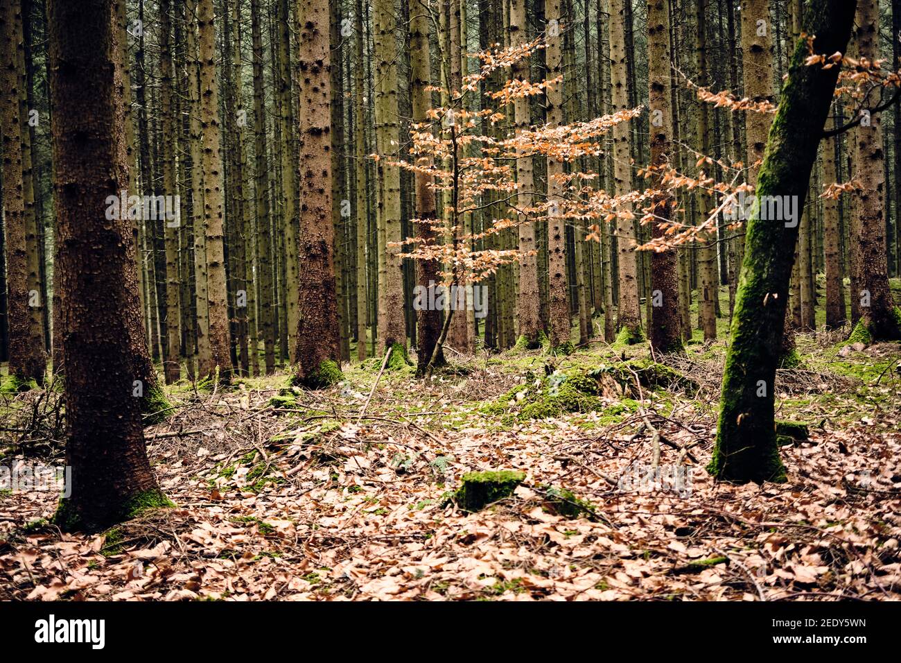 Beautiful landscape with trees in the forest with reddish-brown leaves ...