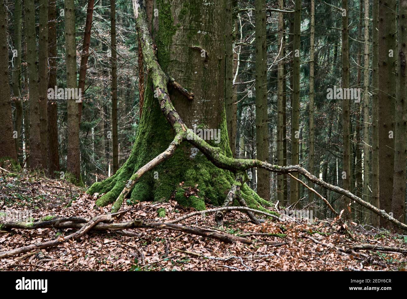 Beautiful landscape with an old twisted tree trunk Stock Photo - Alamy