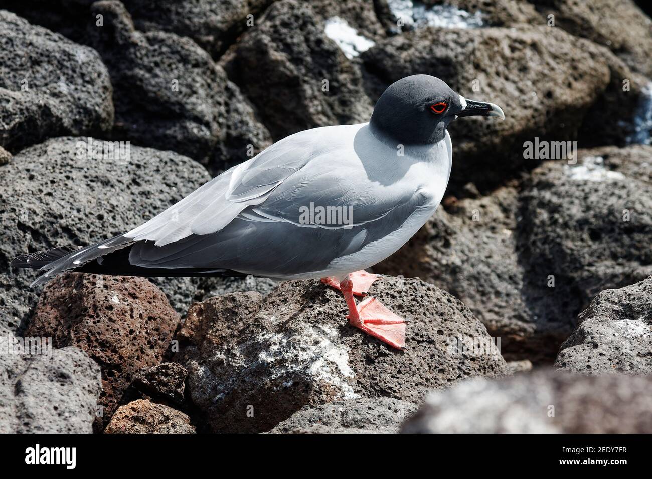 Swallow Tailed gull, equatorial seabird, wildlife, animal, nature ...