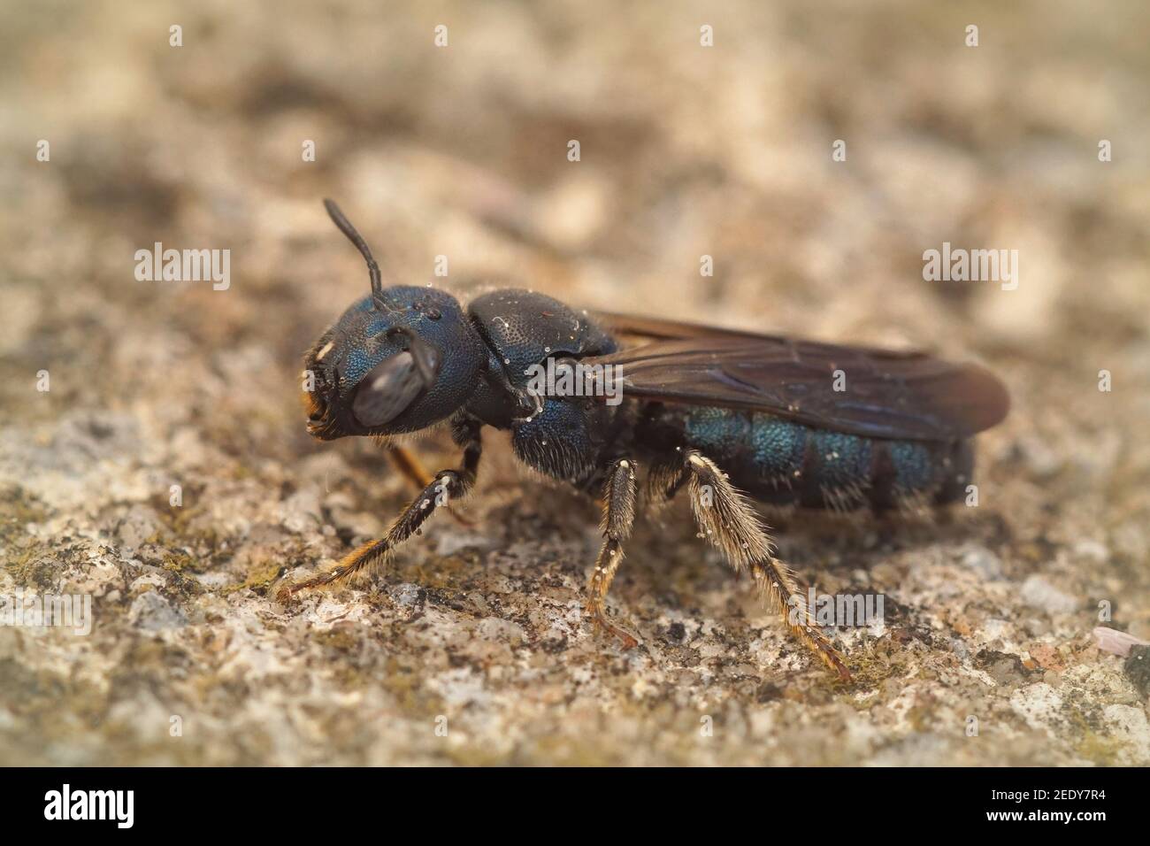 Small carpenter bee hi-res stock photography and images - Alamy