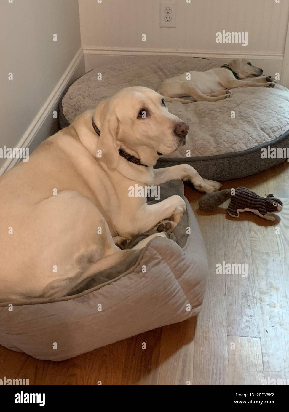 Two white dogs hi-res stock photography and images - Alamy