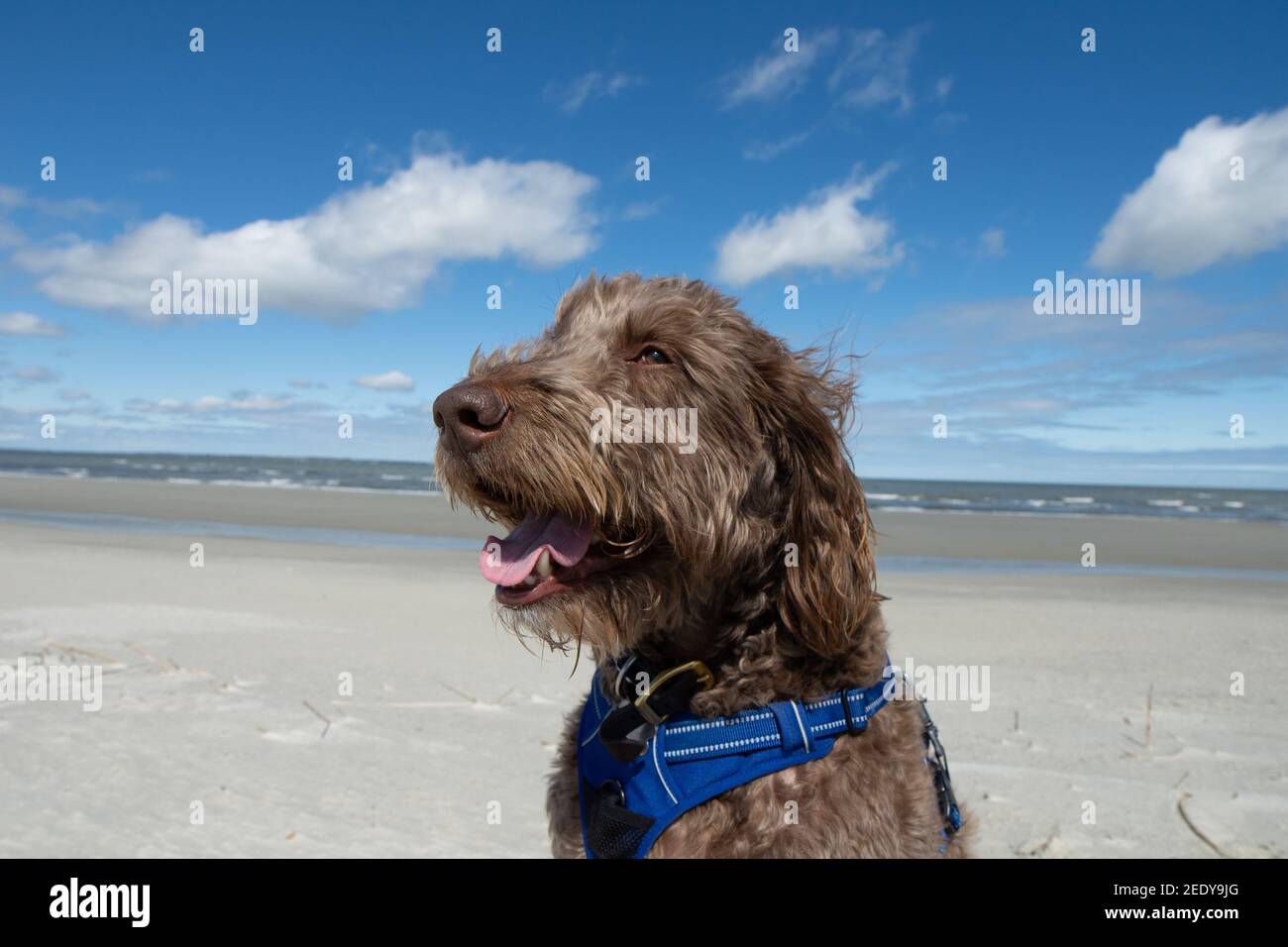 Closeup shot of a brown Russian spaniel dog with a blue harness on ...