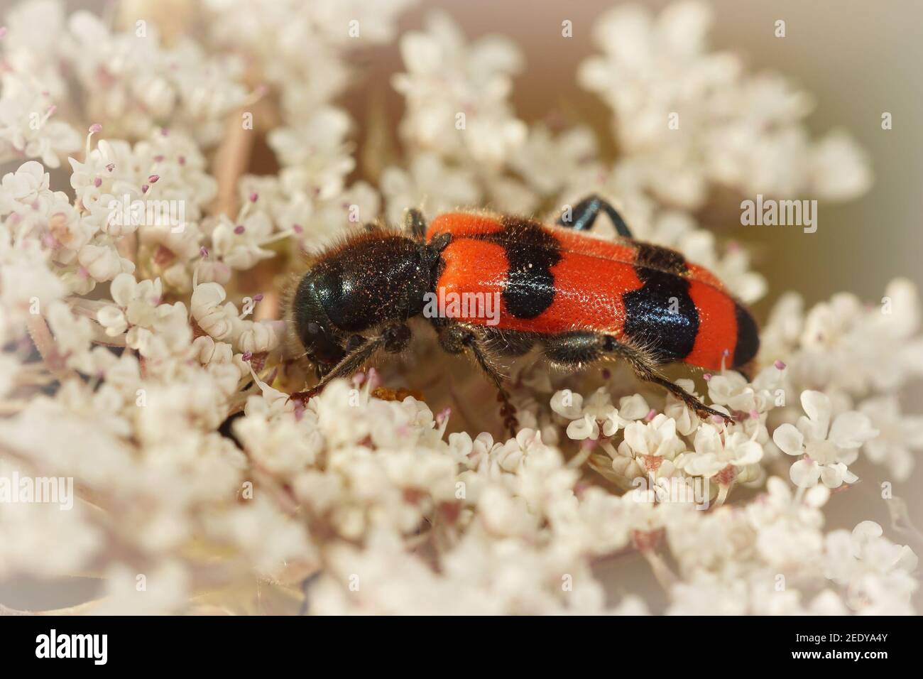 Checkered bee beetle hi-res stock photography and images - Alamy