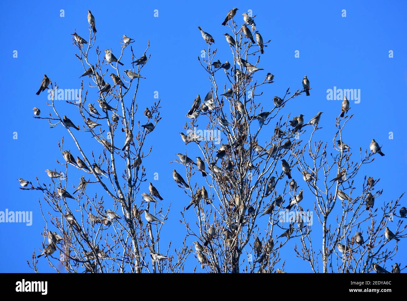 bird migration, Fieldfare, Wacholderdrossel, Grive litorne, Turdus ...