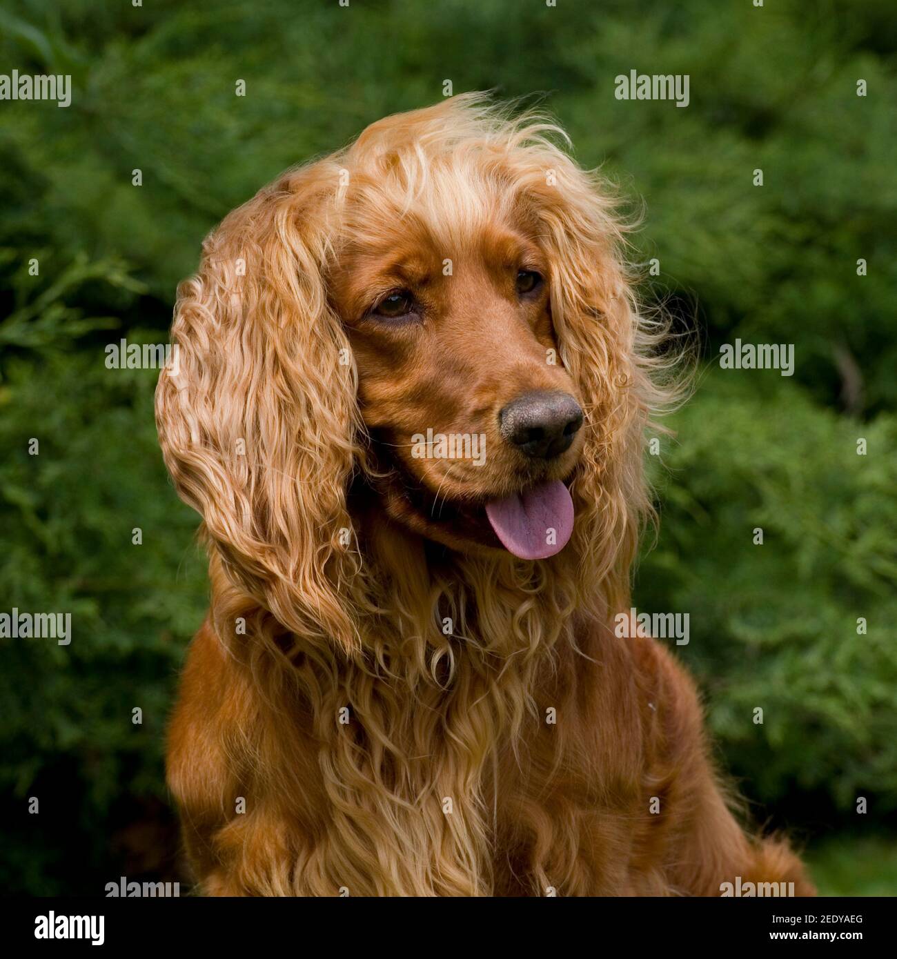 Golden spaniel hi-res stock photography and images - Alamy