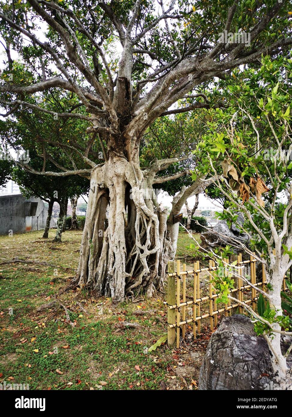 Vertical shot of a great banyan tree in the backyard Stock Photo - Alamy