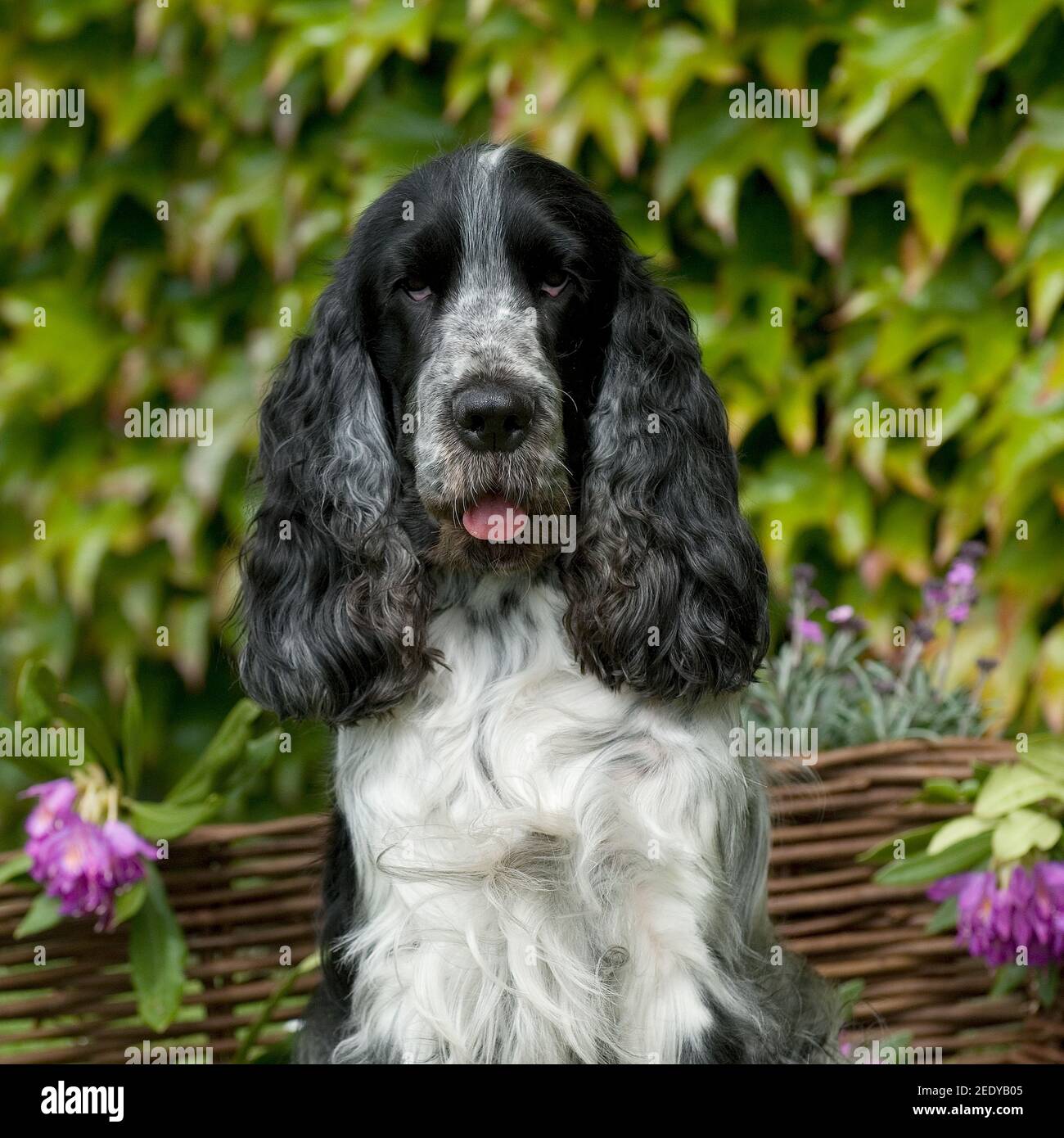 English cocker tongue hi-res stock photography and images - Alamy