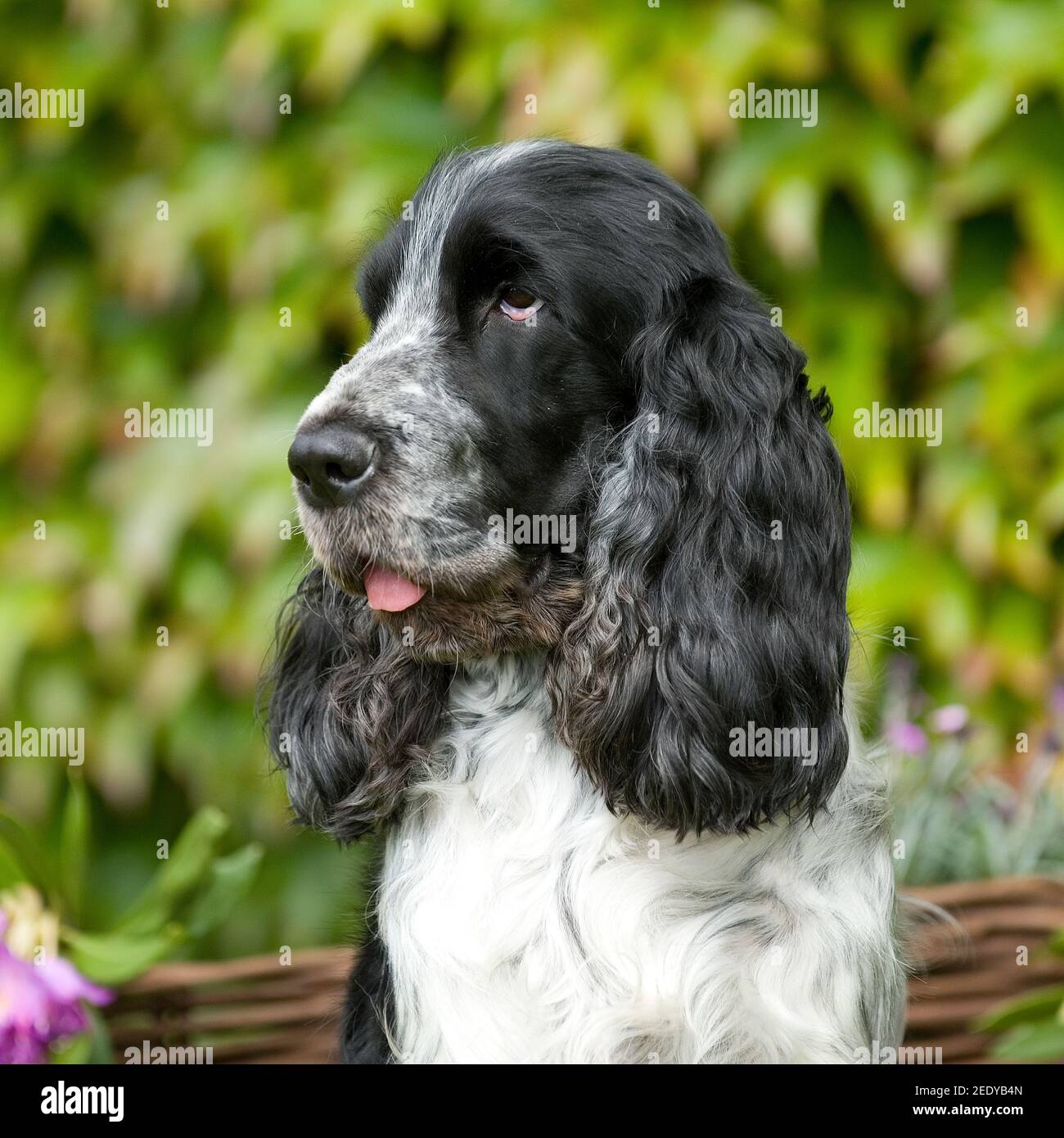 English Cocker Spaniel dog Stock Photo - Alamy