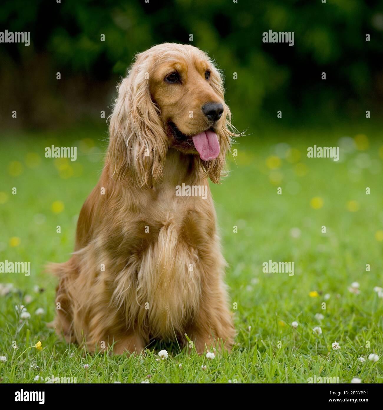English cocker spaniel side hi-res stock photography and images - Alamy