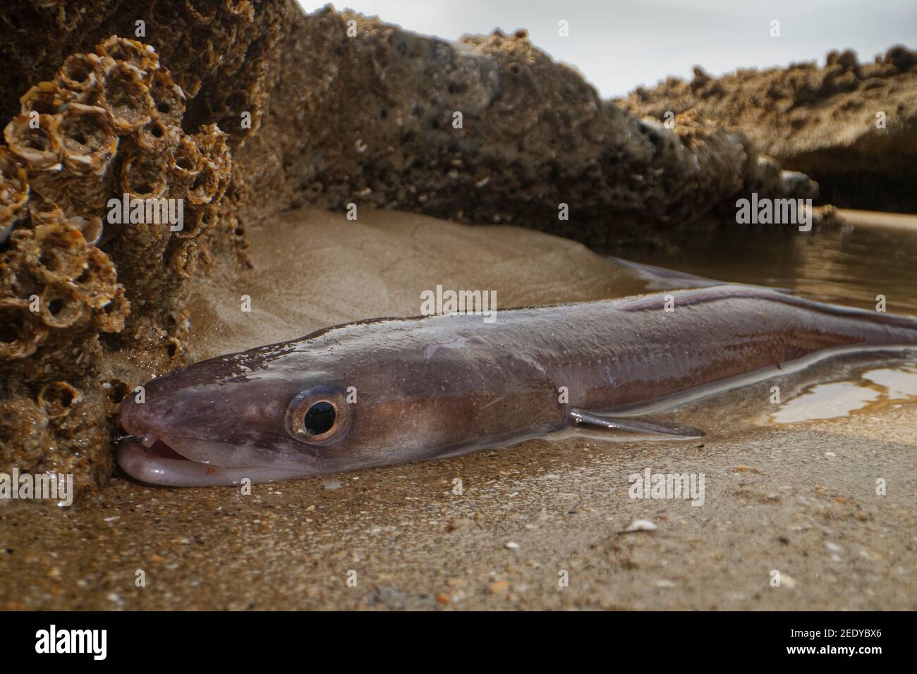 Rock eel hi-res stock photography and images - Alamy