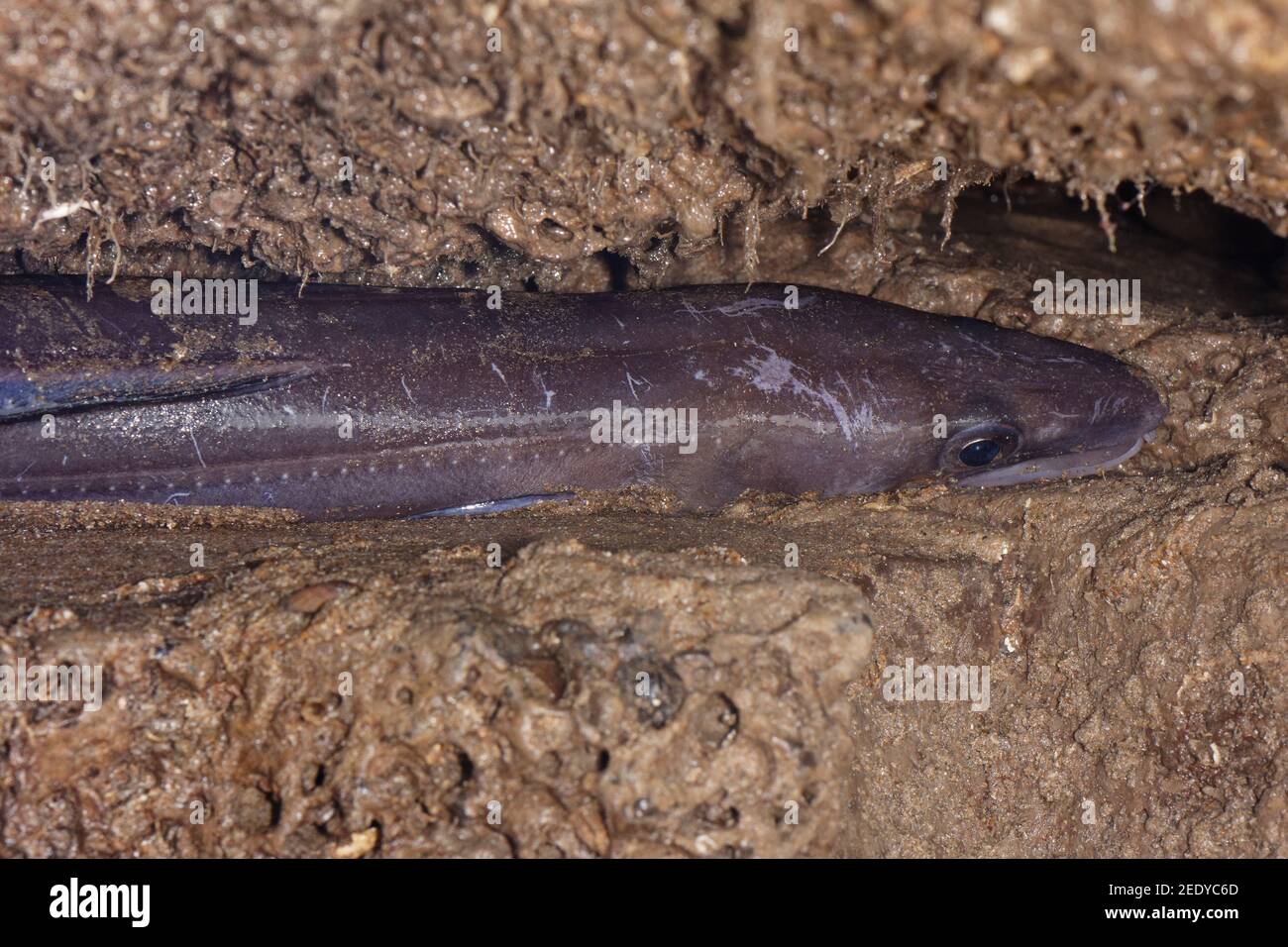 Rock eel hi-res stock photography and images - Alamy