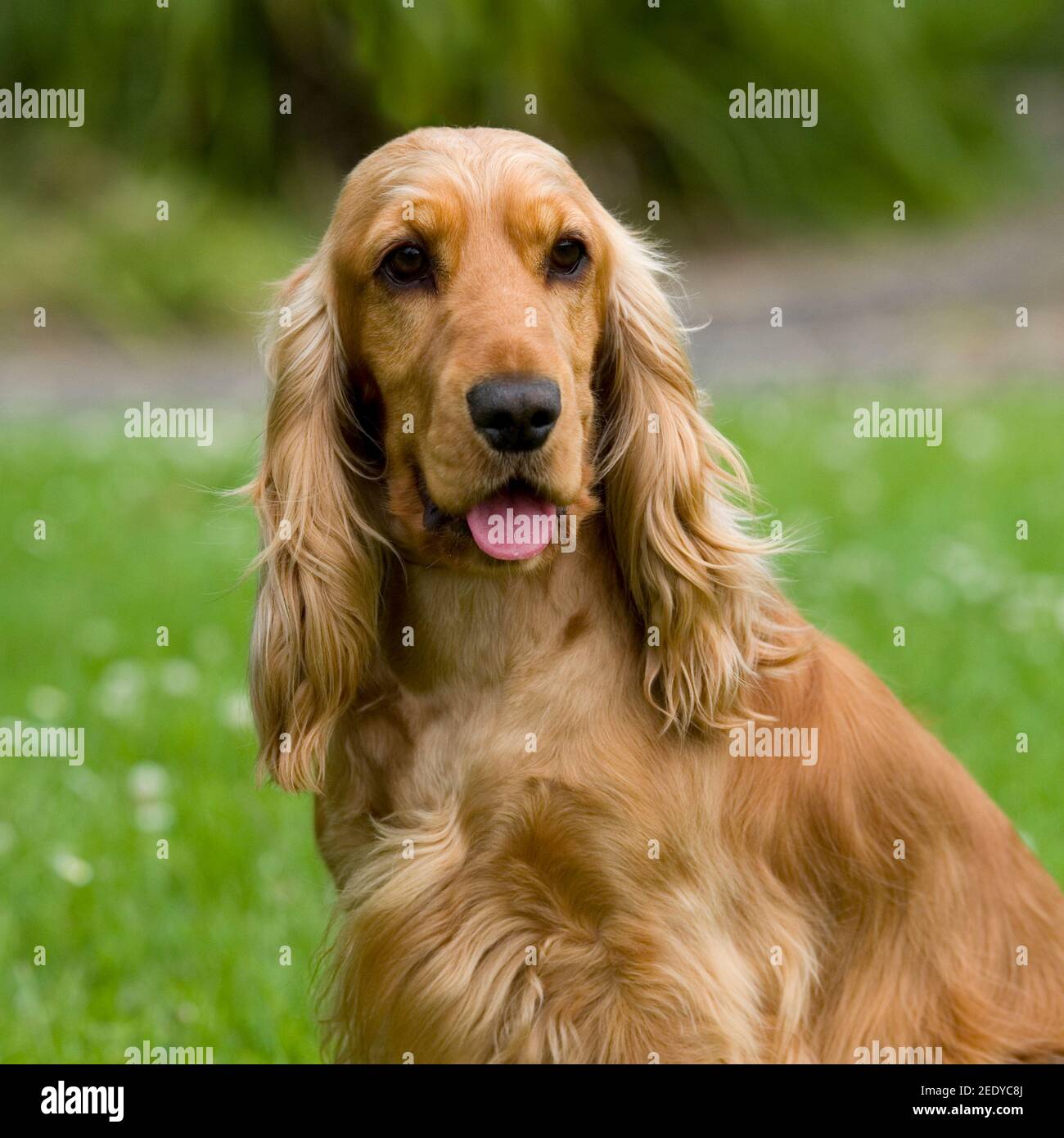 English cocker spaniel side hi-res stock photography and images - Alamy