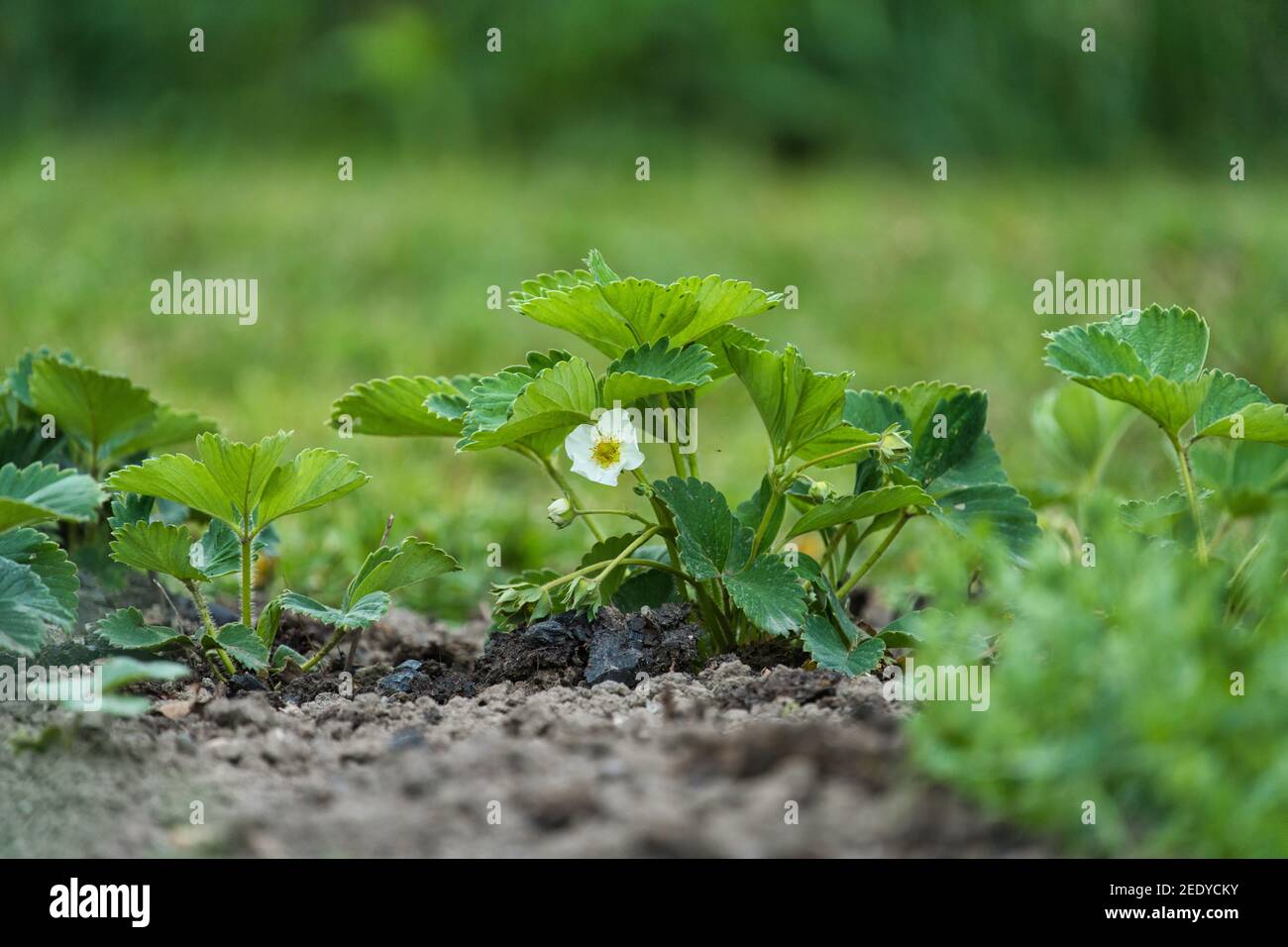 Closeup shot of a strawberry bush with blooming flowers Stock Photo - Alamy