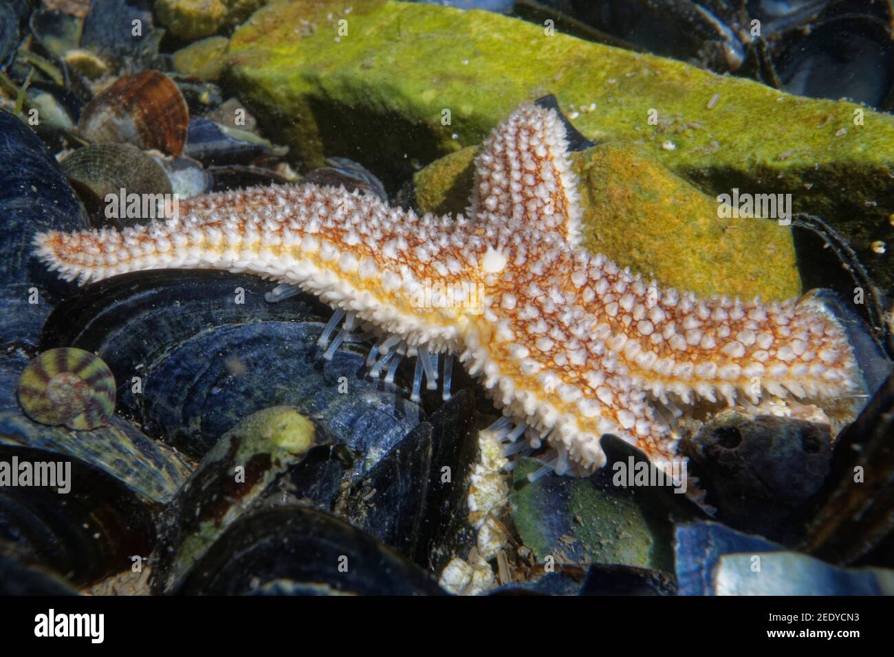 Common starfish hi-res stock photography and images - Alamy