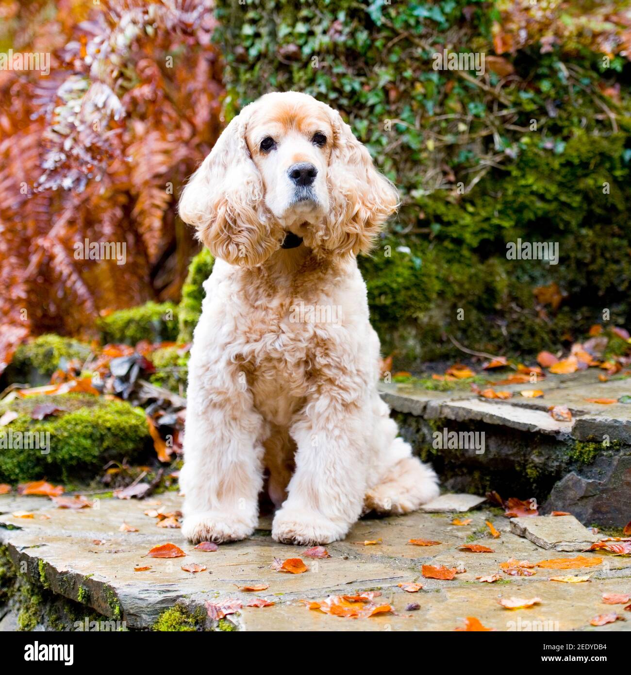 Golden spaniel hi-res stock photography and images - Alamy