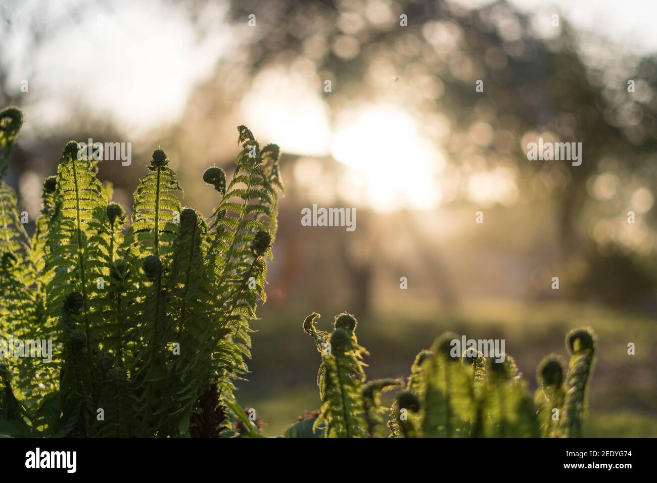 Grow ferns hi-res stock photography and images - Alamy