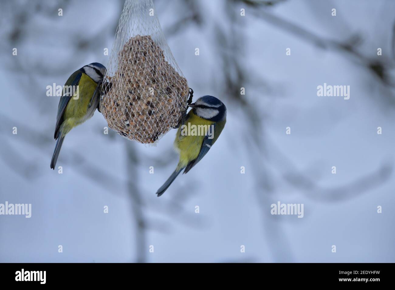 Two blue titmouse hanging and eating in the snowy winter on a tallow ...