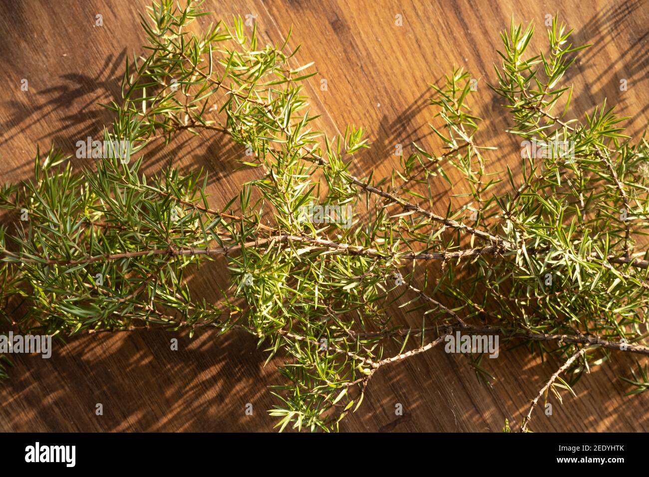 Juniper branch with wood background Stock Photo - Alamy