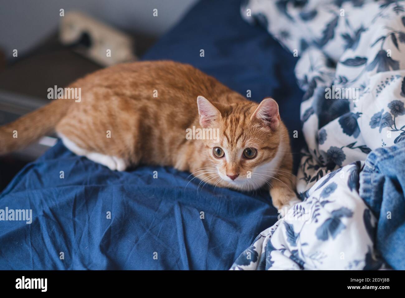 Cat getting ready to attack on his target. Cat hunts. Indoor cat. Cat ...