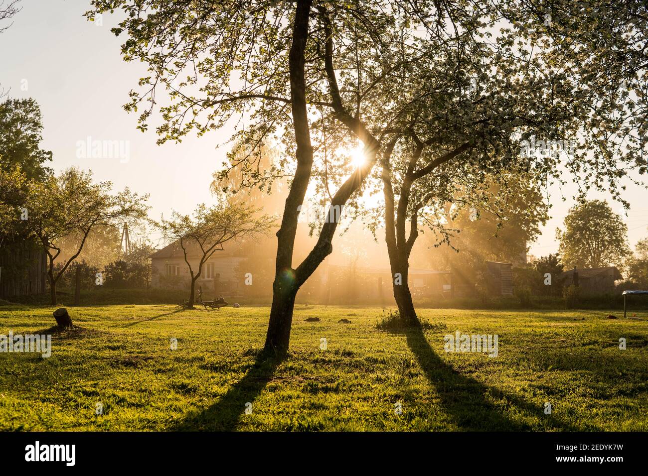 Two trees in kids playground with backdrop sun. How to make perfect ...
