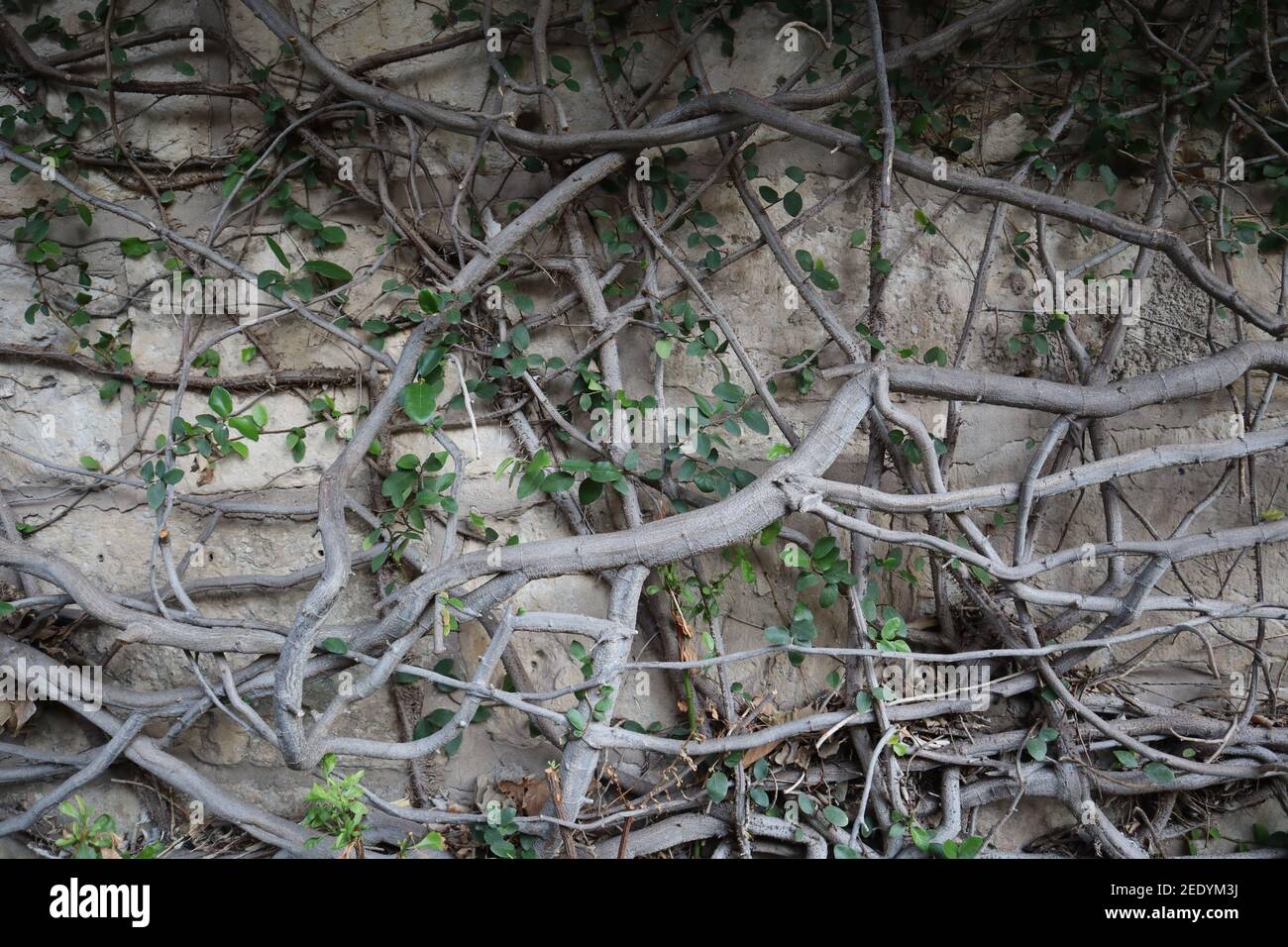 Winding vines hi-res stock photography and images - Alamy