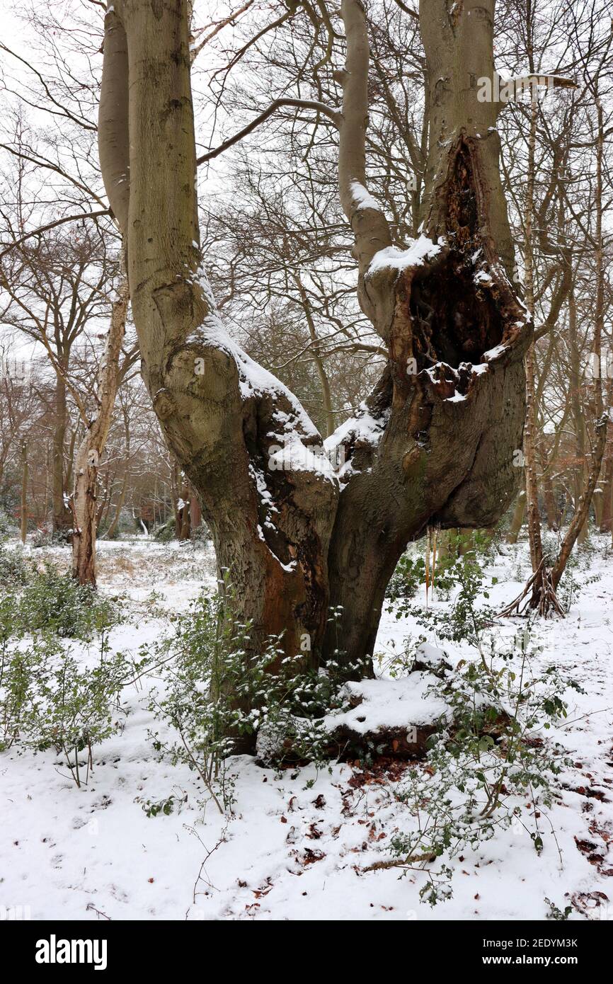 Strange tree hi-res stock photography and images - Alamy
