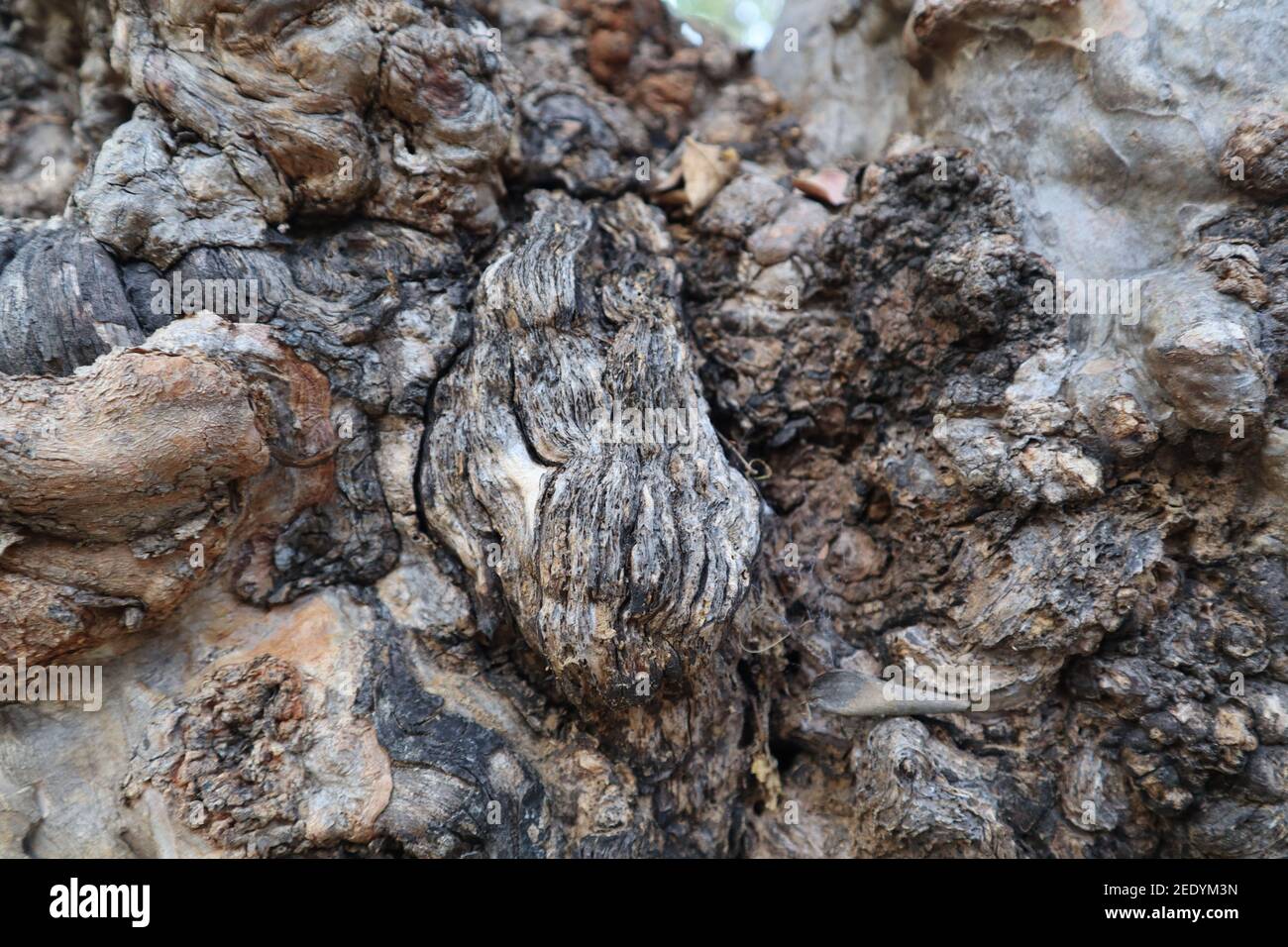 Closeup viewof cypress knee, the gnarled beginning of a growing tree ...