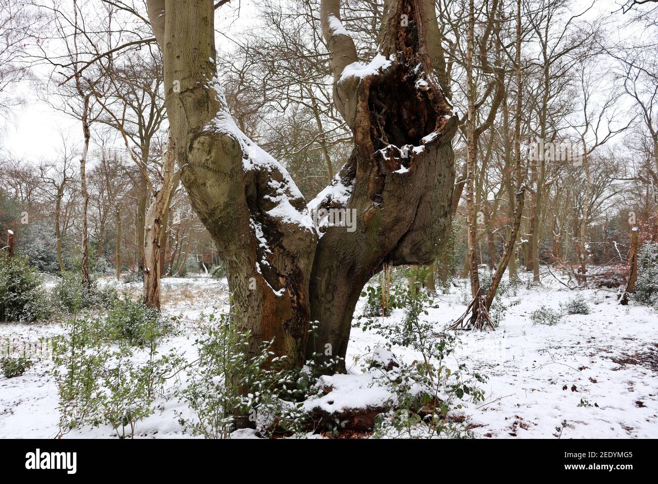 Strange tree hi-res stock photography and images - Alamy