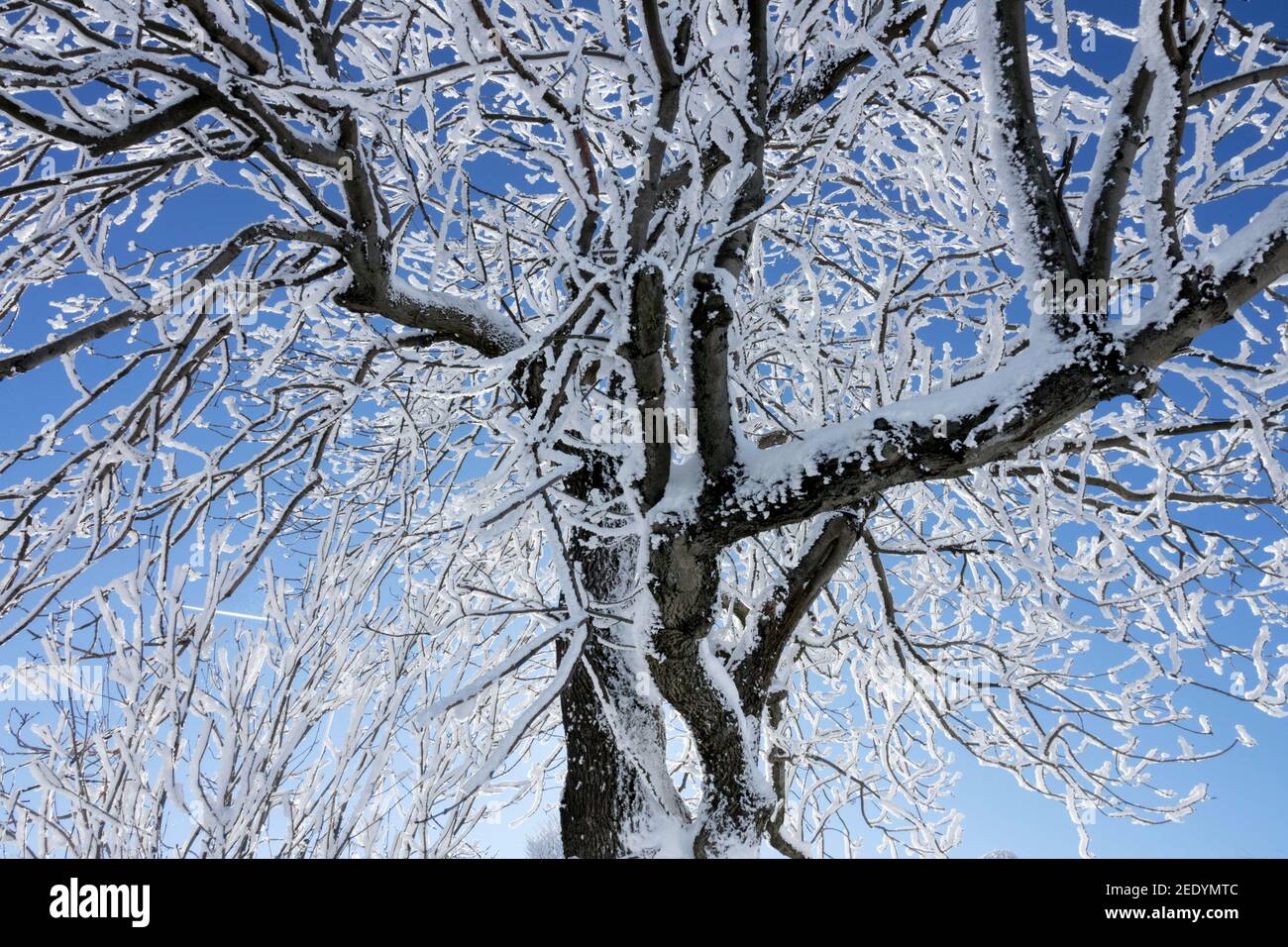 Ash, fraxinus excelsior winter hi-res stock photography and images - Alamy