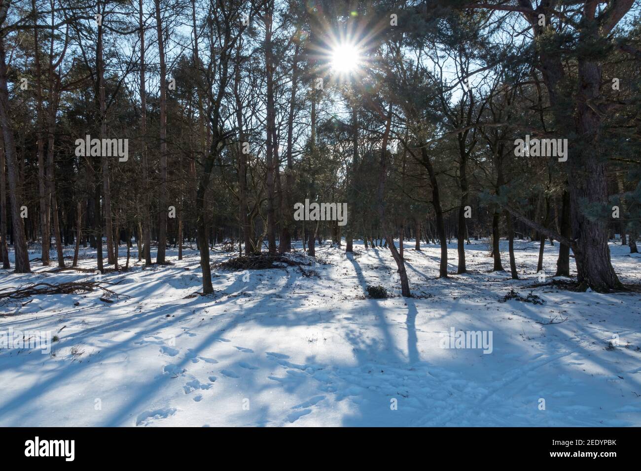 sunbeam in the forest during winter with snow on the ground Stock Photo ...