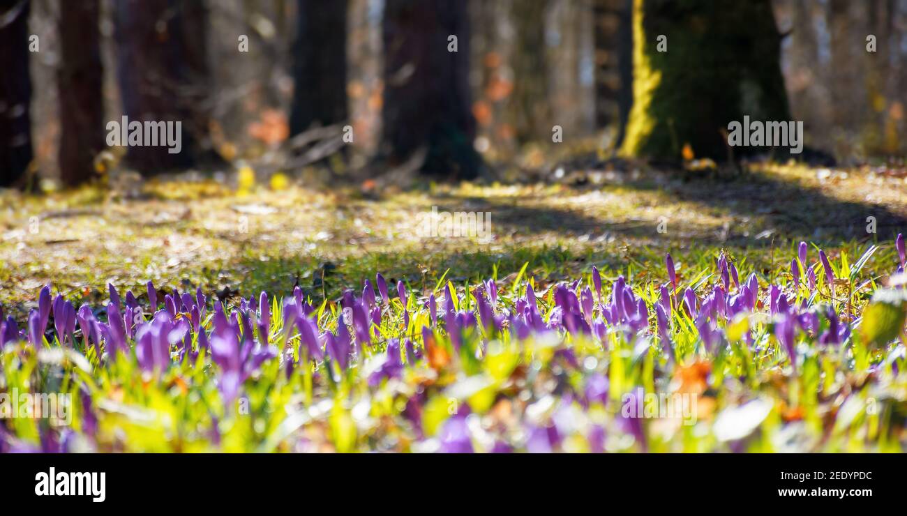 forest nature background in spring. crocus flowers on the glade. trees ...