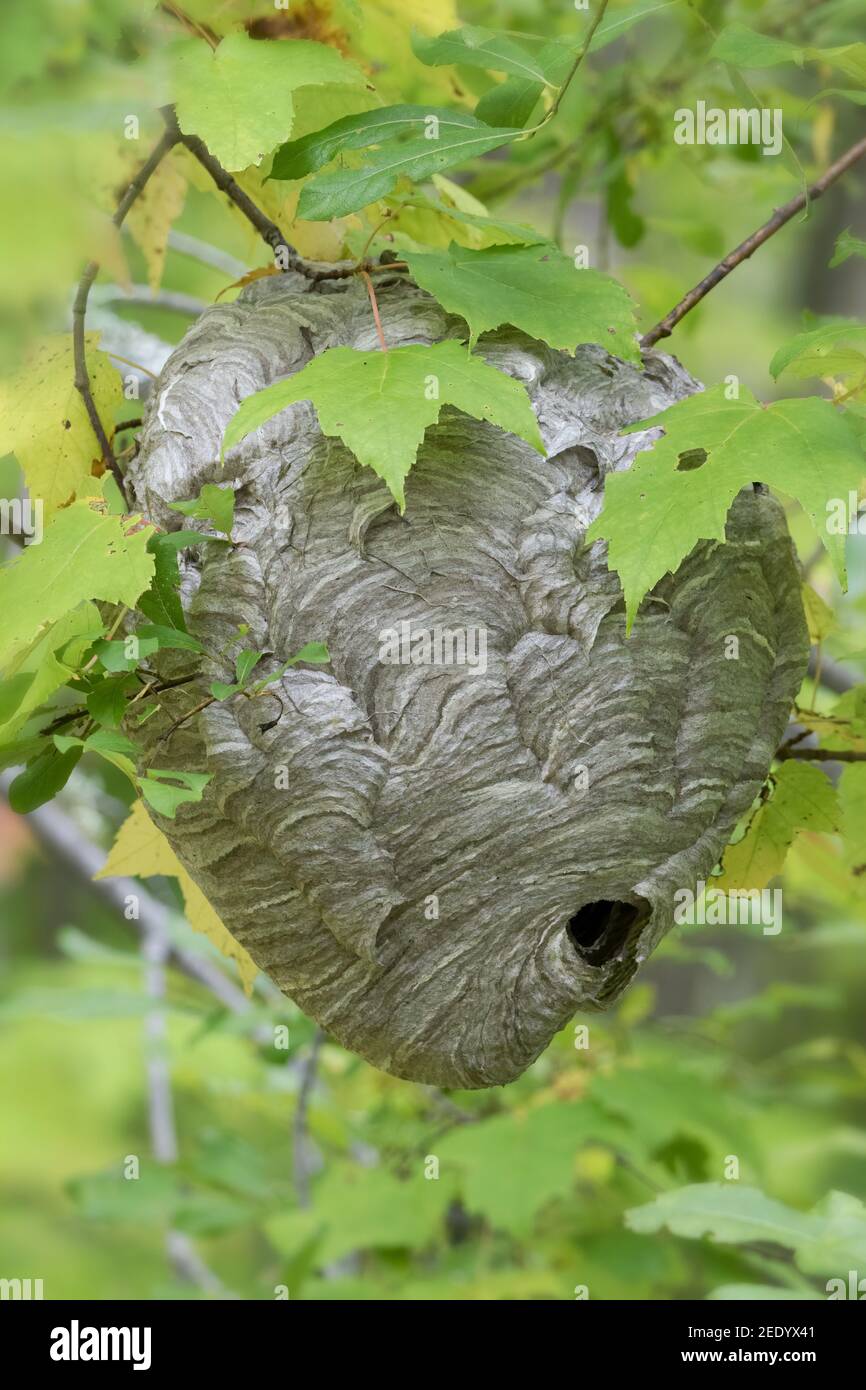 Wasp vespidae nest hi-res stock photography and images - Alamy