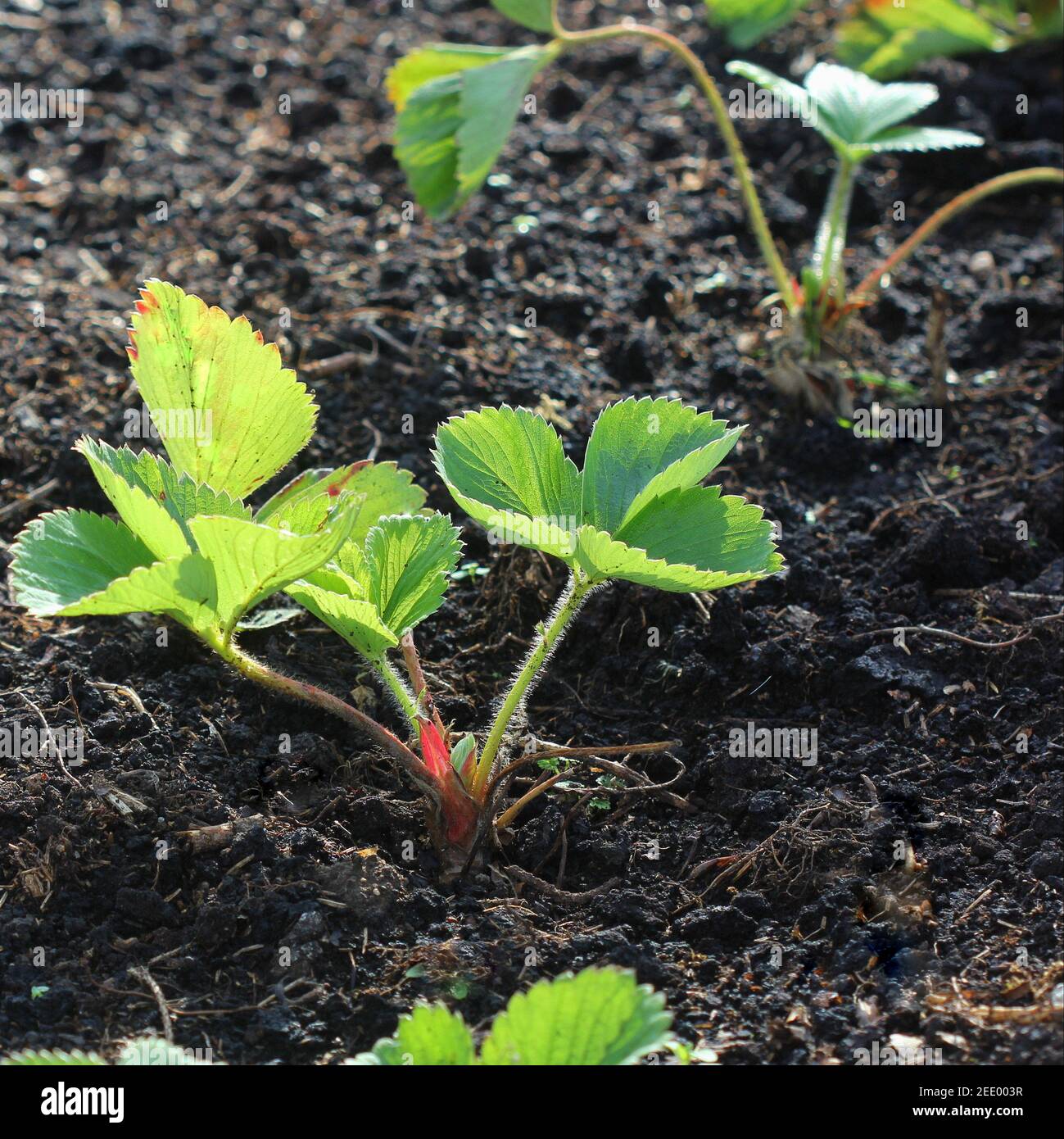 Strawberry propagation hi-res stock photography and images - Alamy