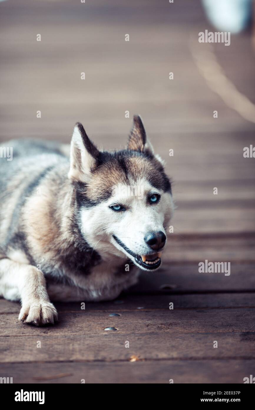 Siberian husky dog portrait and Stock Photo - Alamy