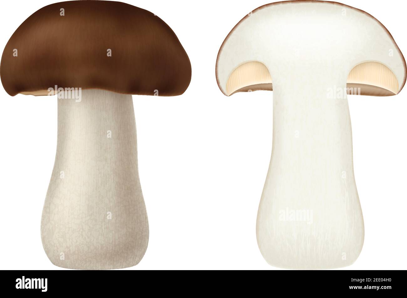 Spores vector vectors hi-res stock photography and images - Alamy