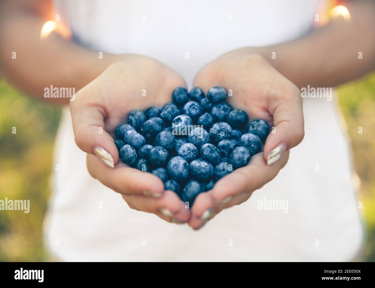 Blueberries in the hands of farmers, women's hands. Fruits, berries ...