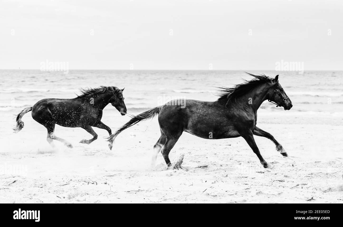 Black And White Horse Running Photography