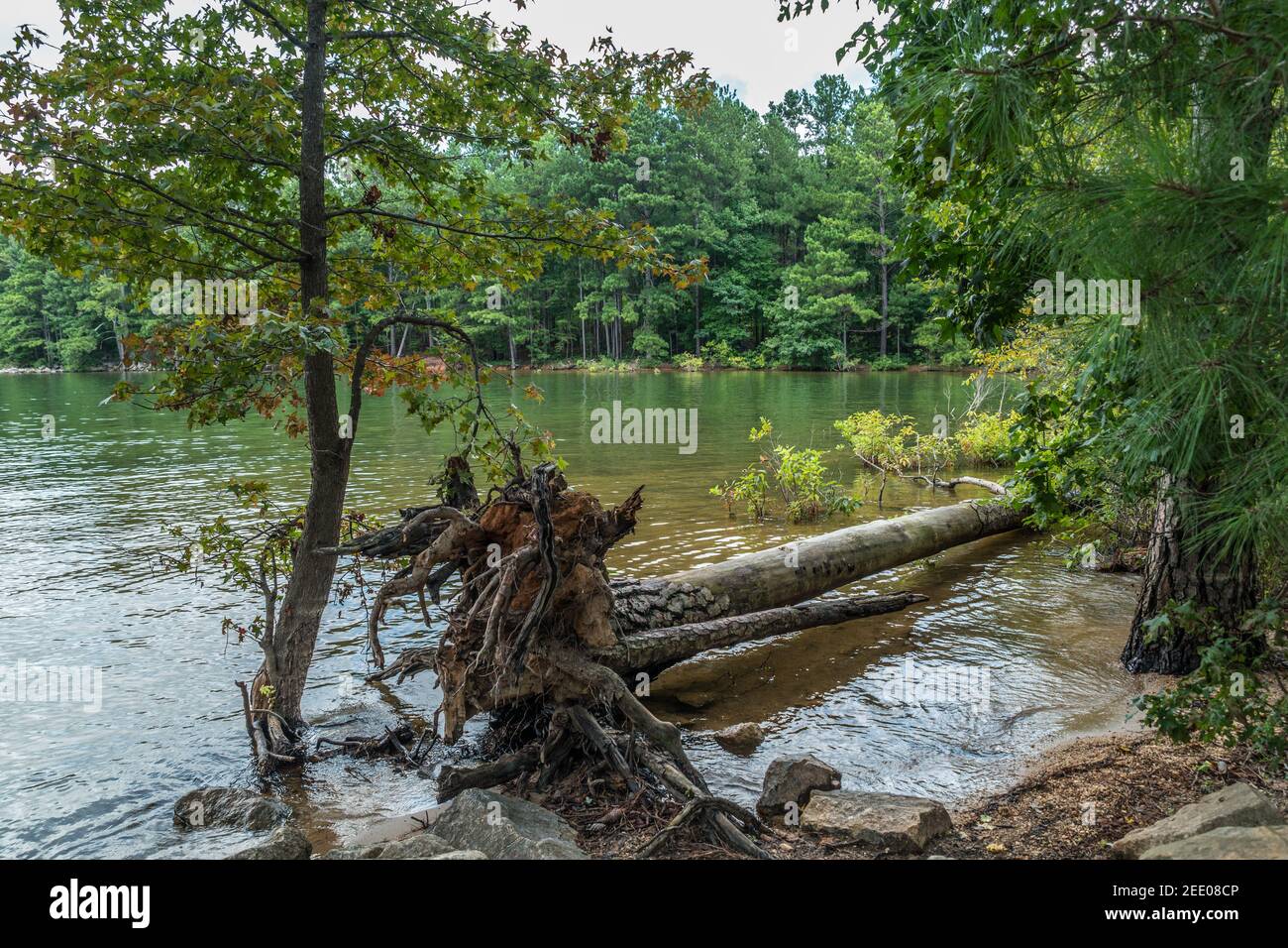 Full size pine tree fallen into the lake at the shoreline due to ...