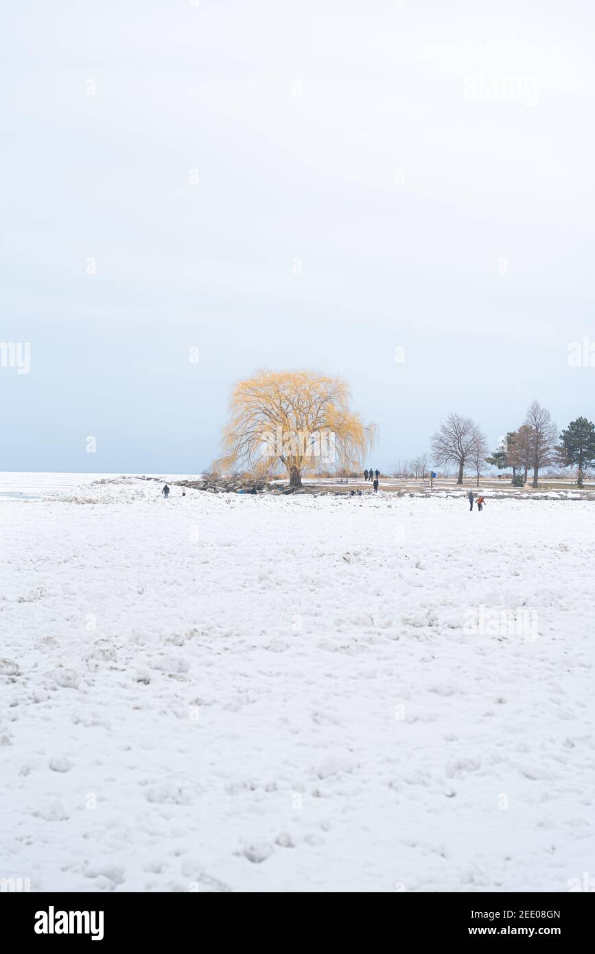Edgewater park willow tree in cleveland ohio Stock Photo - Alamy