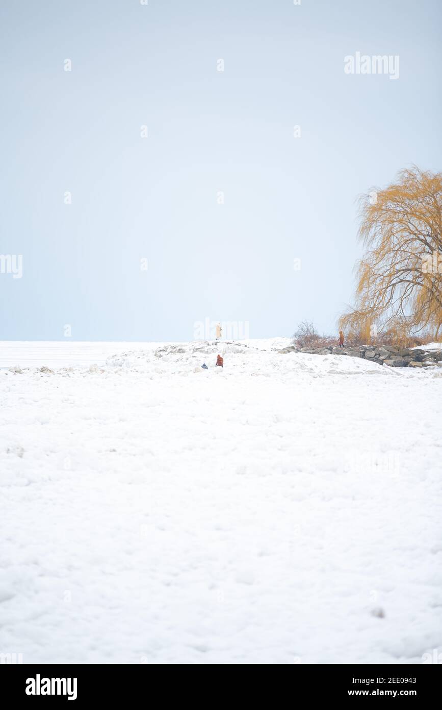 Edgewater park willow tree in cleveland ohio Stock Photo - Alamy