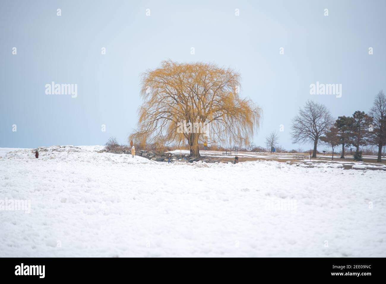 Edgewater park willow tree in cleveland ohio Stock Photo - Alamy