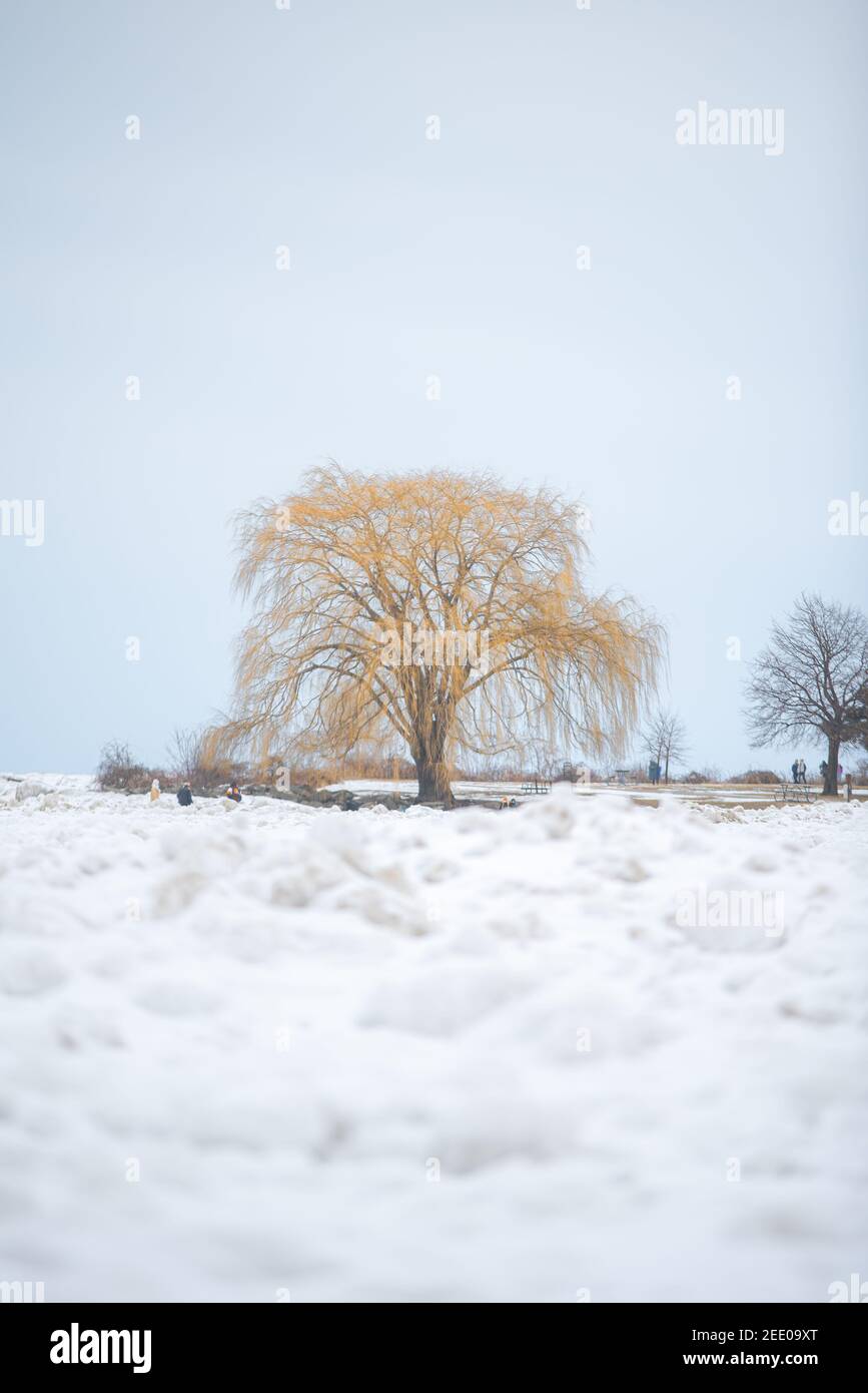 Edgewater park willow tree in cleveland ohio Stock Photo - Alamy
