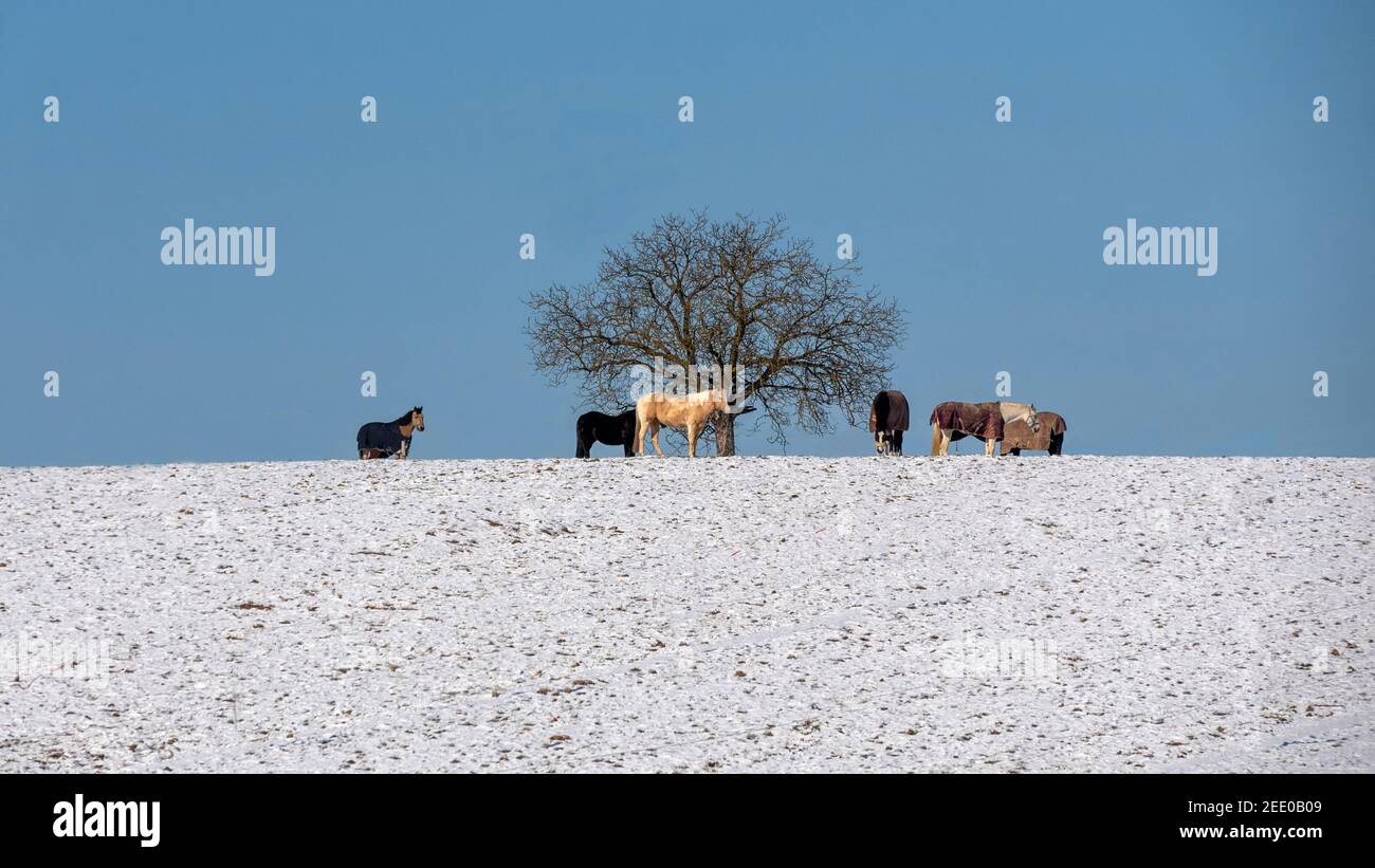 Horses tree branches hi-res stock photography and images - Alamy